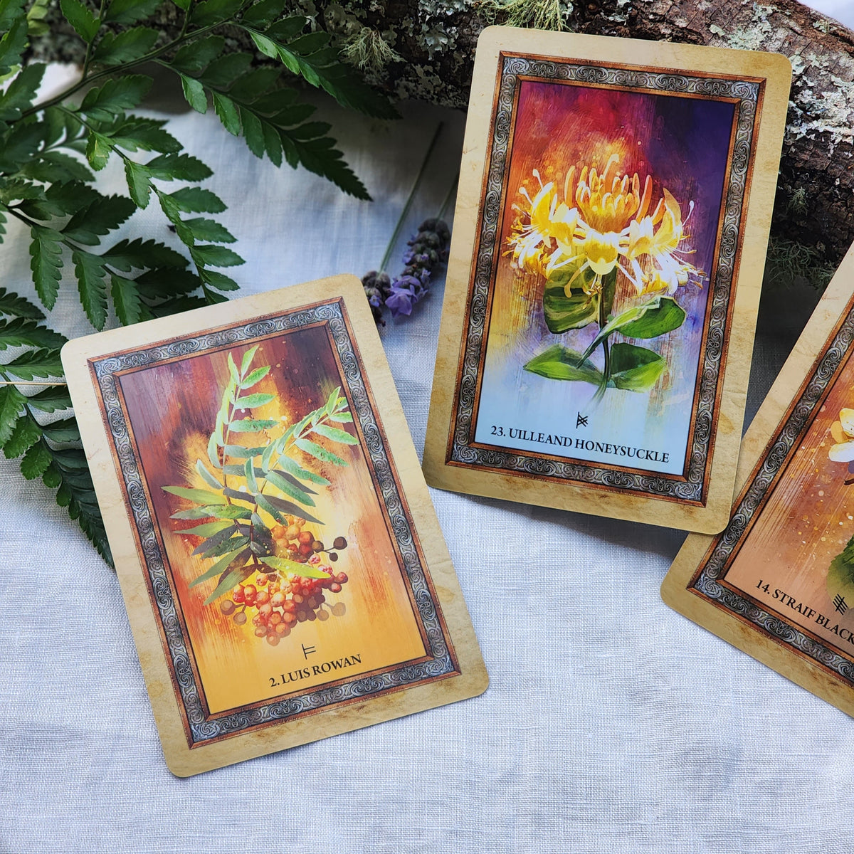Celtic Tree Oracle Cards – Star of Venus